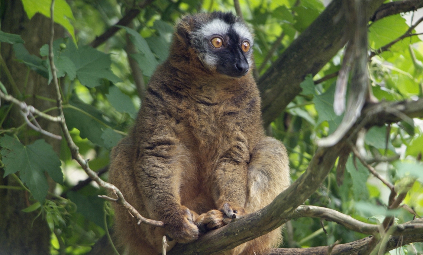 Red-fronted Lemurs Can Point Out Their Species in Photographs - Nature ...