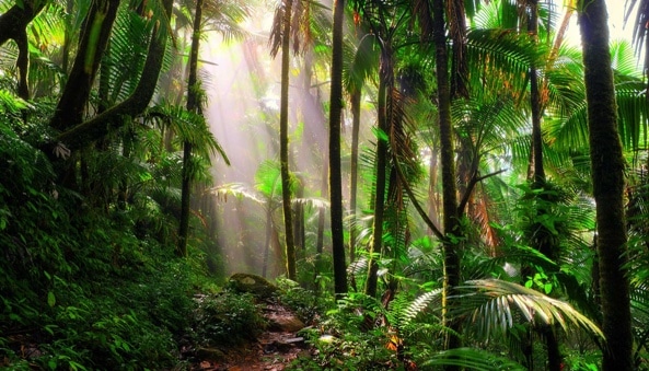 Mayan Deforestation Permanently Affected Rainforests - Nature World Today