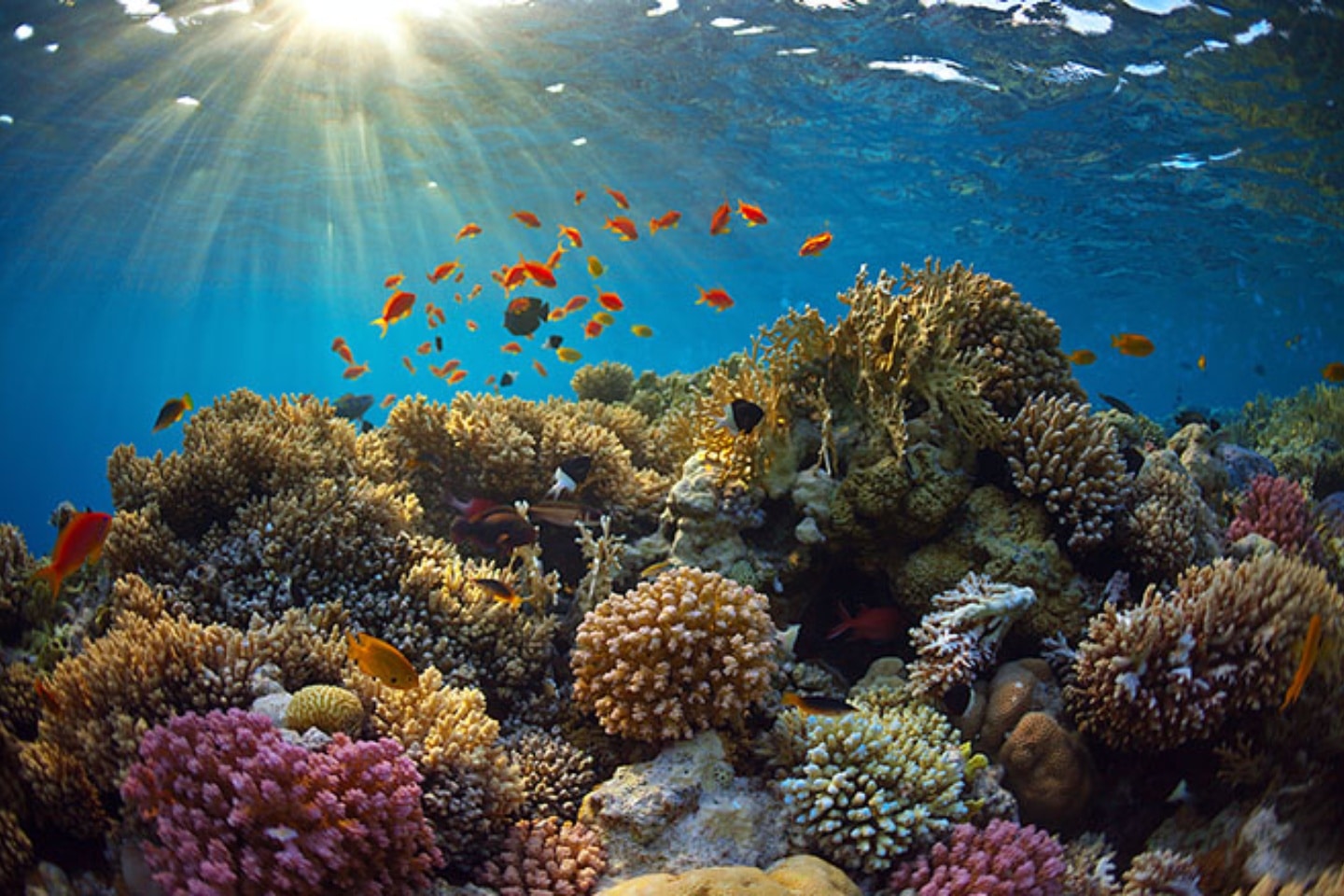 ‘Cloud brightening’ is the latest proposal to help save coral reefs ...