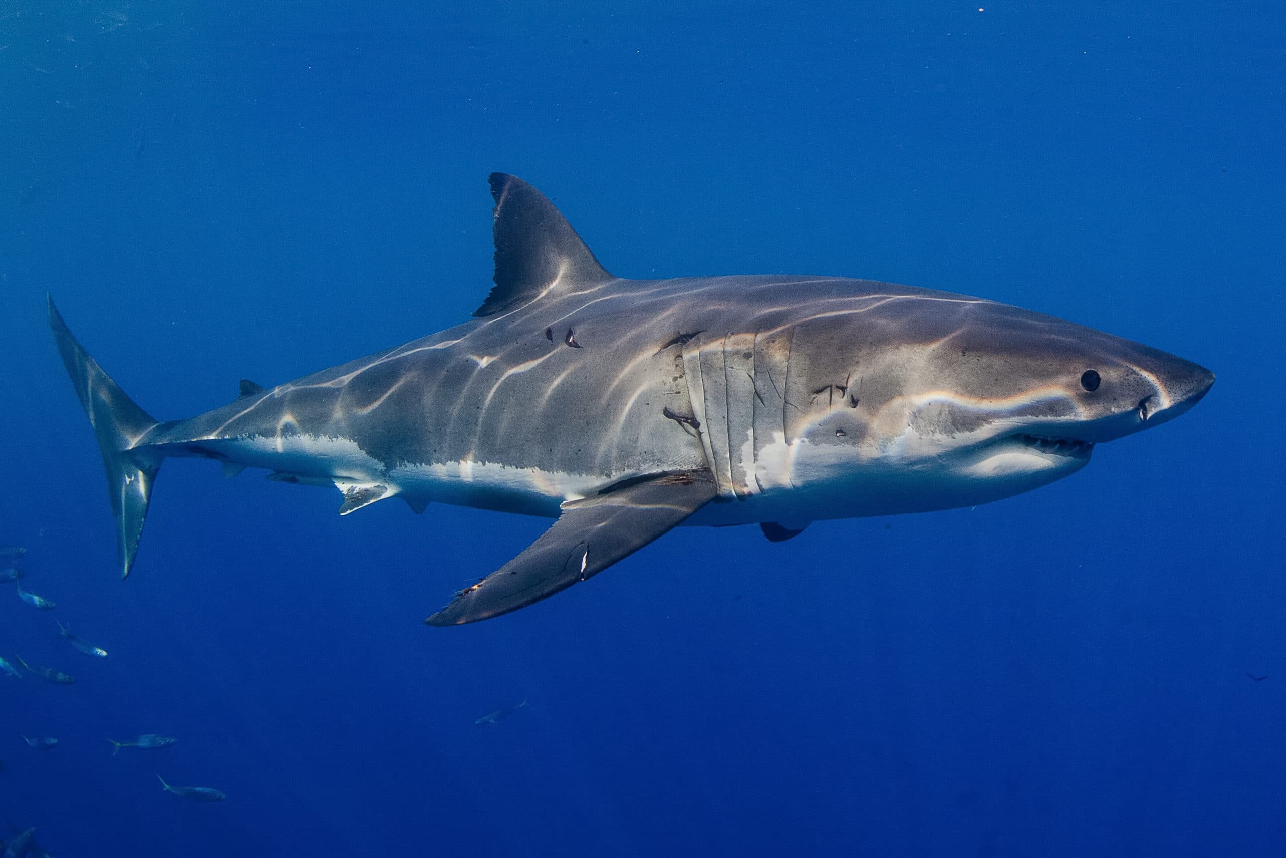 Biologists Uncover a Great White Shark Nursery - Nature World Today