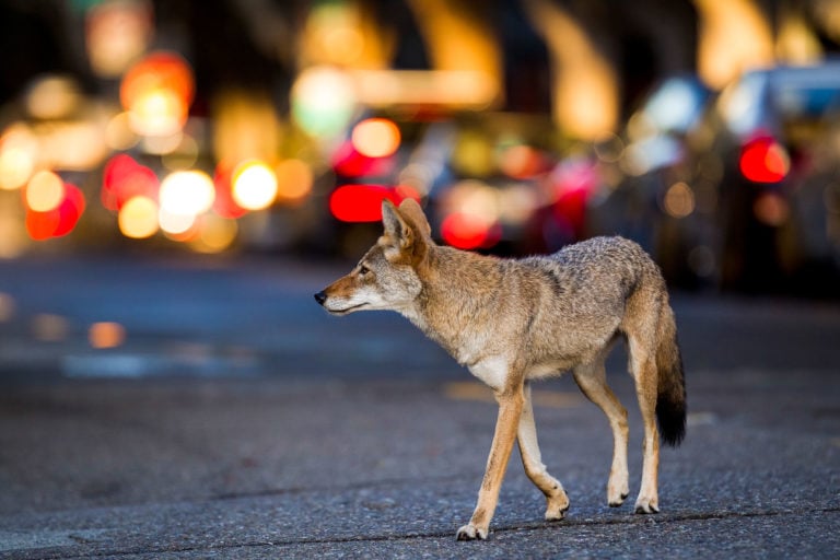Urban Animals Are Just as Adept City-Dwellers as Humans