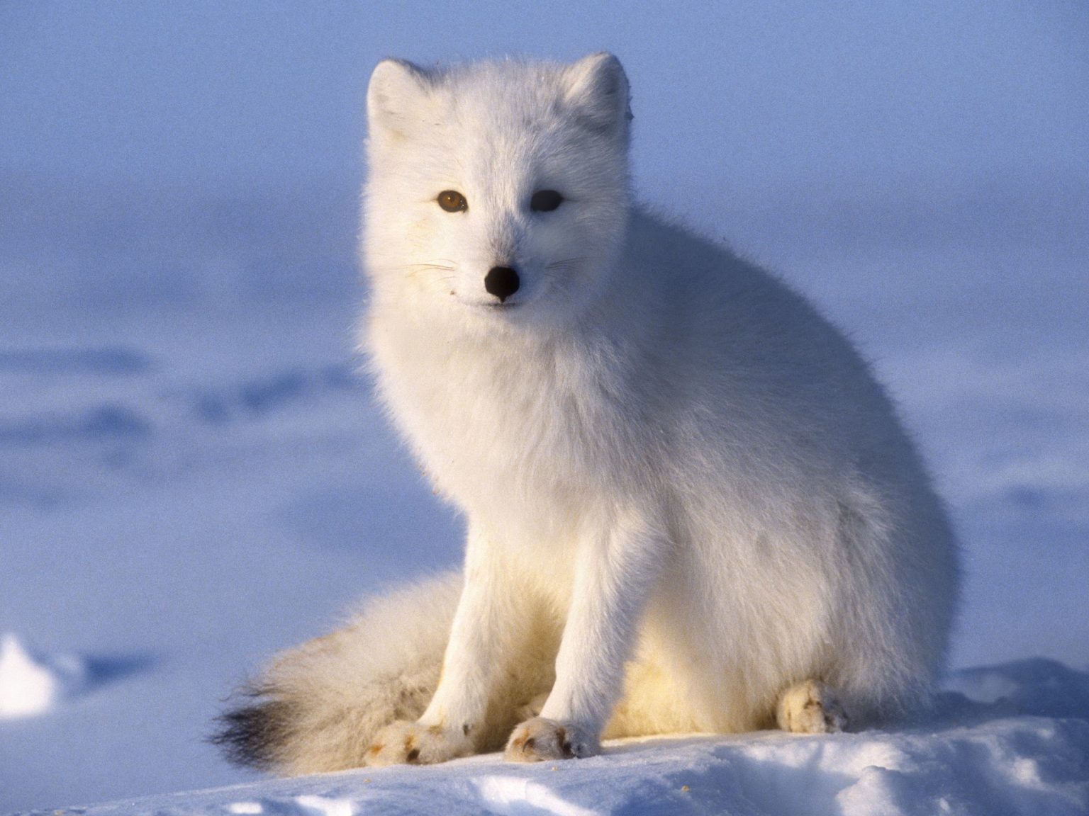 10 Most Beautiful Animals on Earth