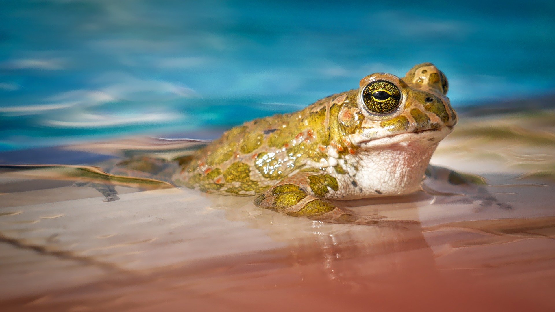 Animals That are Good for Our Planet