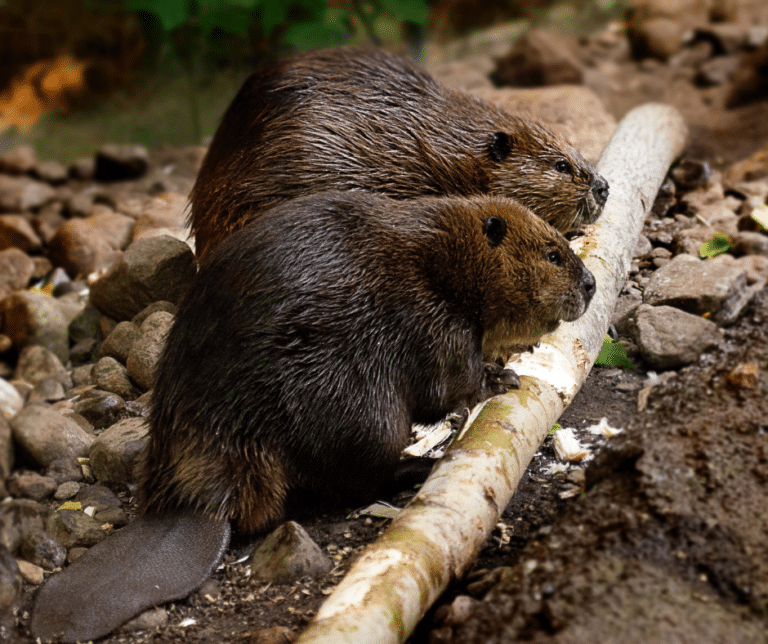 The Benefits of Beavers