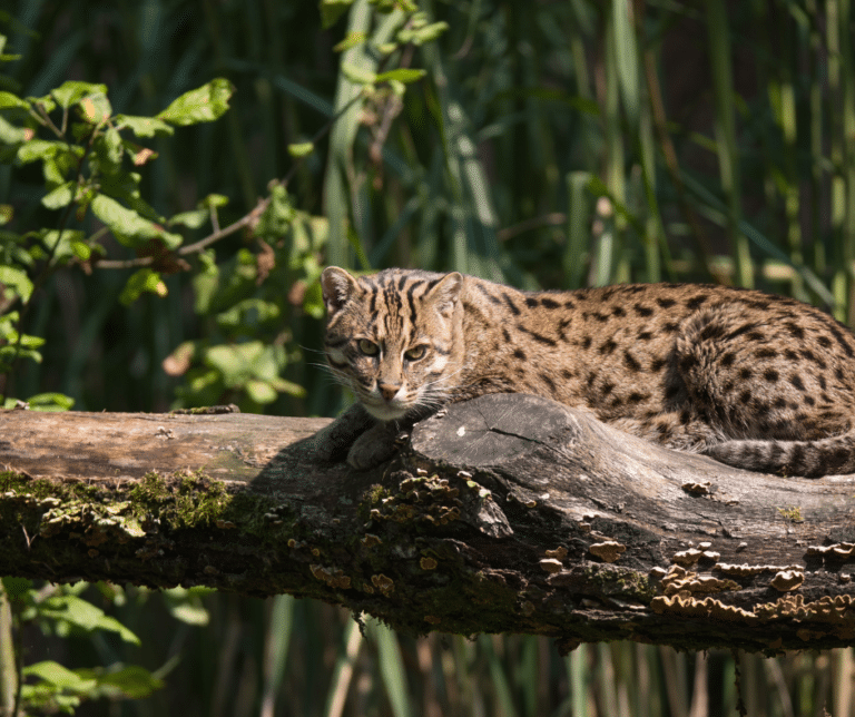 The Secret to Fishing Cats Hunting Success