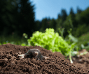 Why Do Moles Dig Holes?