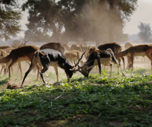 Why Do Animals Evolve