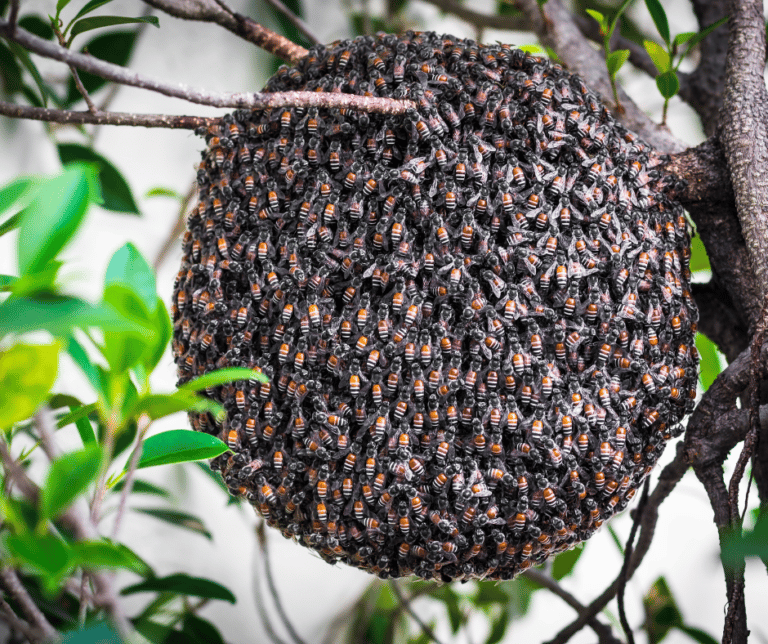 Why do Honey Bees Wave