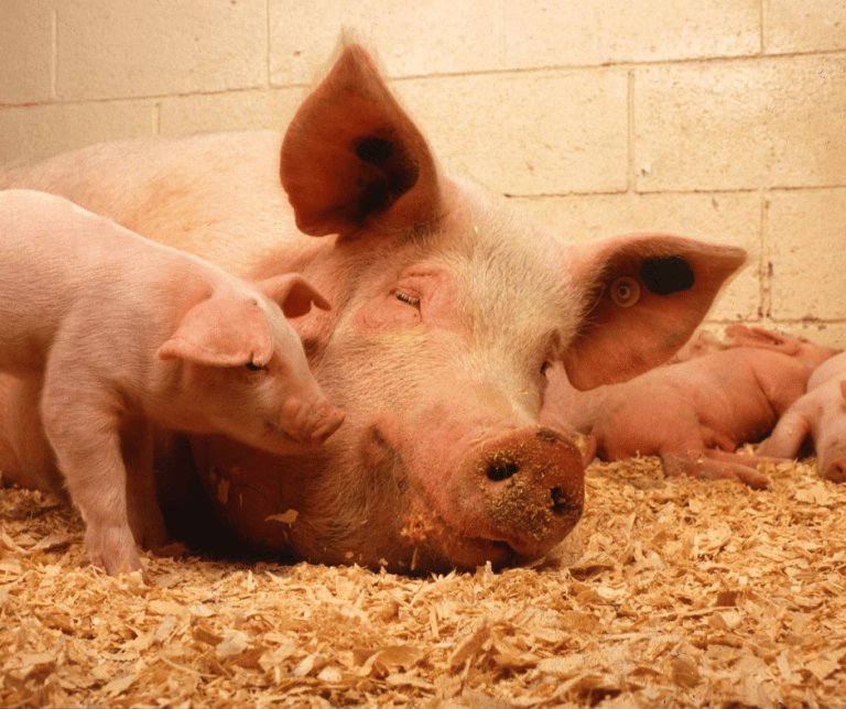 Benefits of Raising Pigs