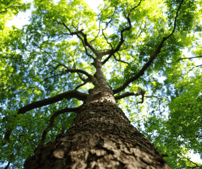 How can We Grow more Trees