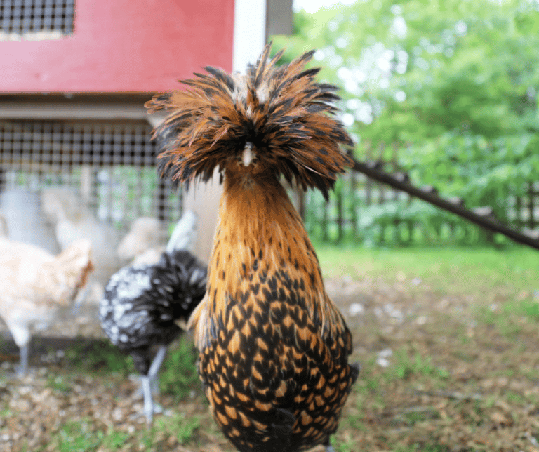 The Craziest Things Animals Do