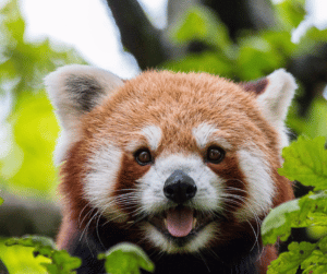 The Most Furry Animals on Earth
