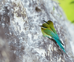 Understanding Bird Behavior