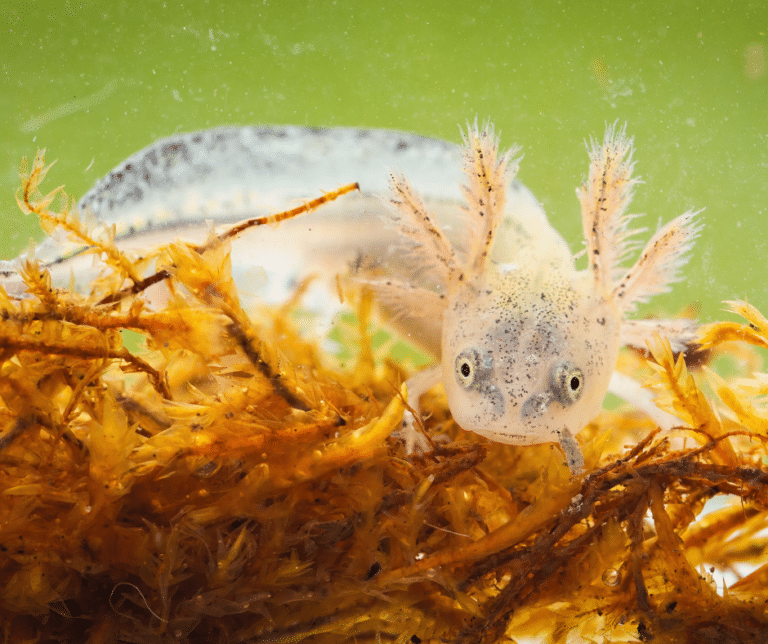 The Importance of Biodiversity: Understanding the Critical Role of ...