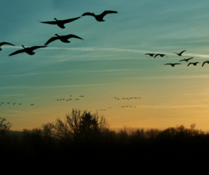 The Mysteries of Migration: How Animals Navigate Incredible Distances ...
