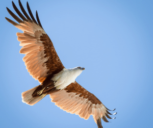 The Physics of Flight: How Birds and Insects Soar through the Air