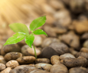 The Power of Photosynthesis: How Plants Help to Sustain Life on Earth