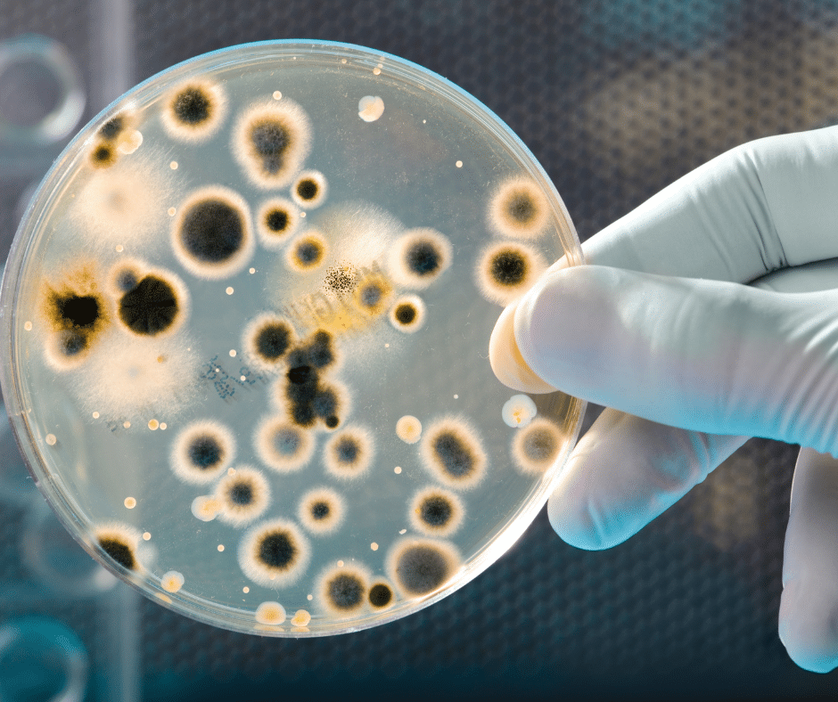 Understanding the Importance of Bacteria and Viruses in the Ecosystem