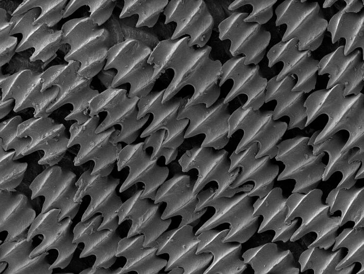 Incredible Close-Up Images That Reveal the Intricacies of the Natural ...