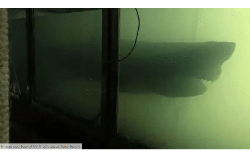 Pictures That Show Why Thalassophobia, or Fear of the Deep Sea, Is a ...