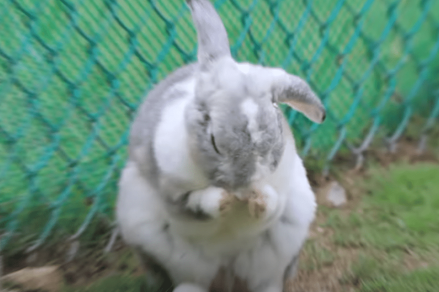 He Was Always Bullied And Called ‘Rabbit Boy’. But A Few Years Later He ...