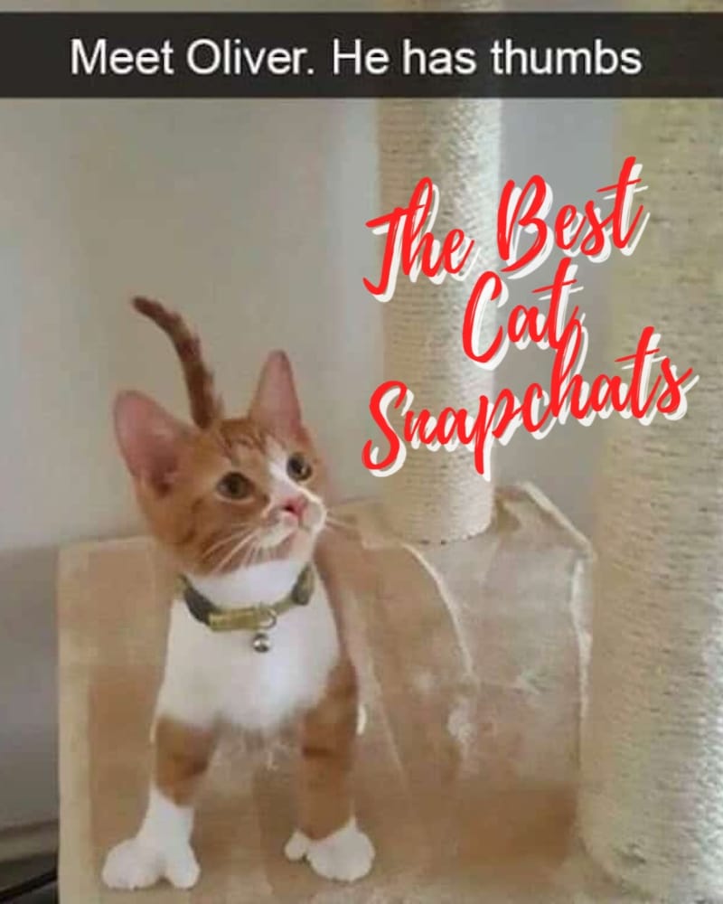 30+ Snapchat Photos Of The Coolest Cats