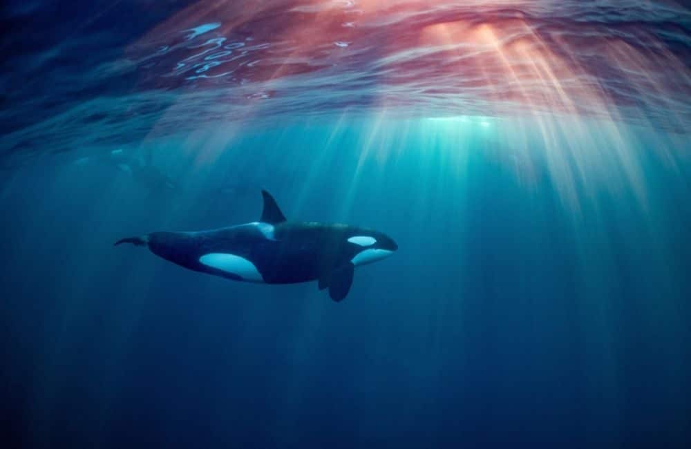 Researchers Discover Long-Lost Submarine From 30 Years Ago And Can’t ...